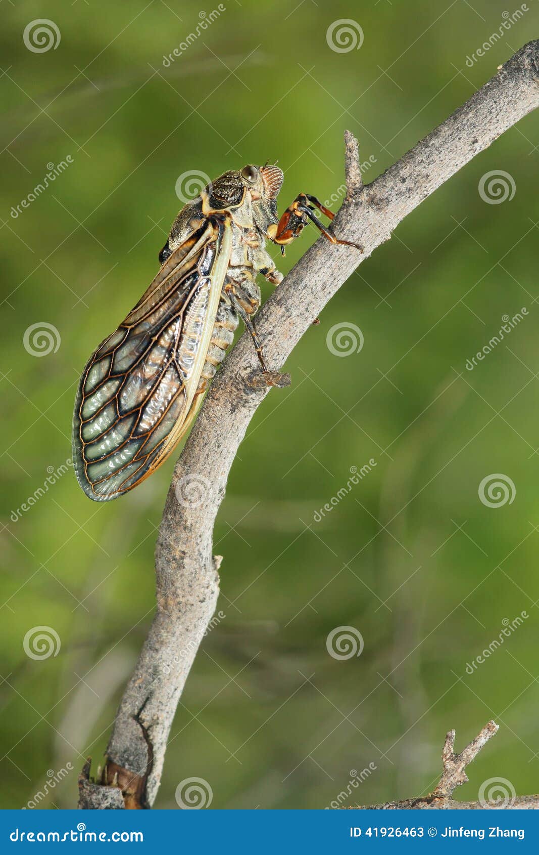 Cicade stock afbeelding. Image of naughty, nave, insecten - 41926463
