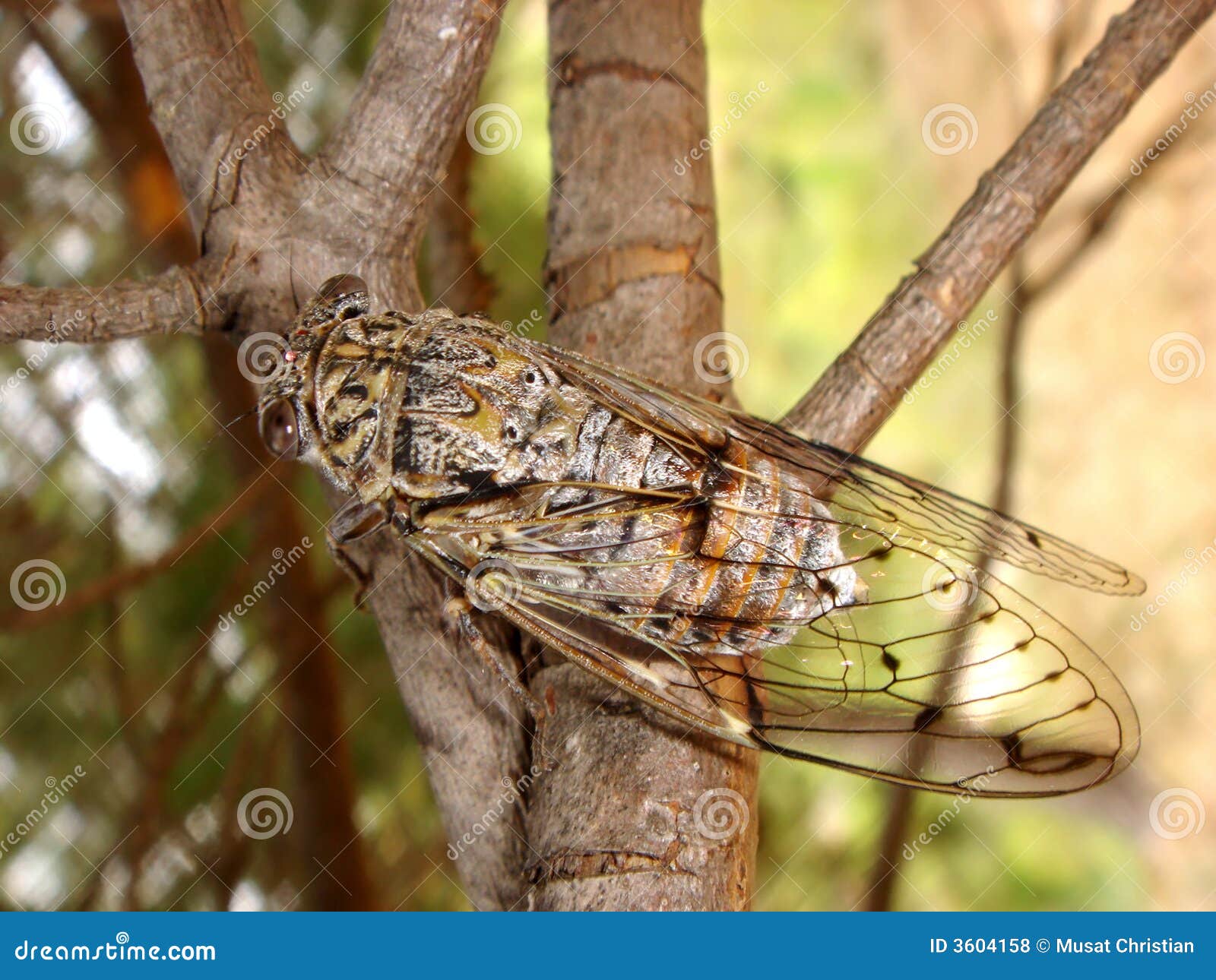 Cicade op tak stock foto. Image of lied, bovenkant, macro - 3604158