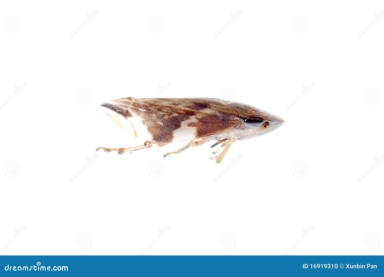 Cicadellide Molto Piccolo Dell'insetto Fotografia Stock - Immagine di ...