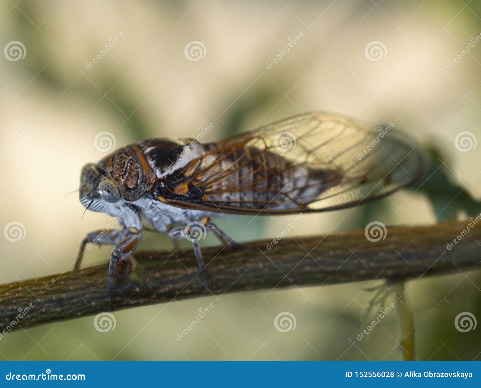 Cicadidae Cicada Close-up on a Tree Branch Stock Photo - Image of green ...