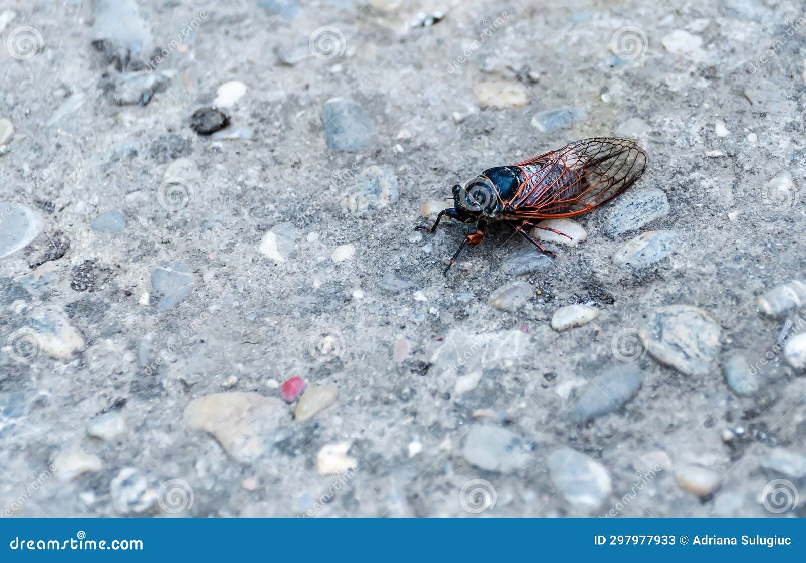 Cicadidae stock image. Image of beautiful, natural, wild - 297977933