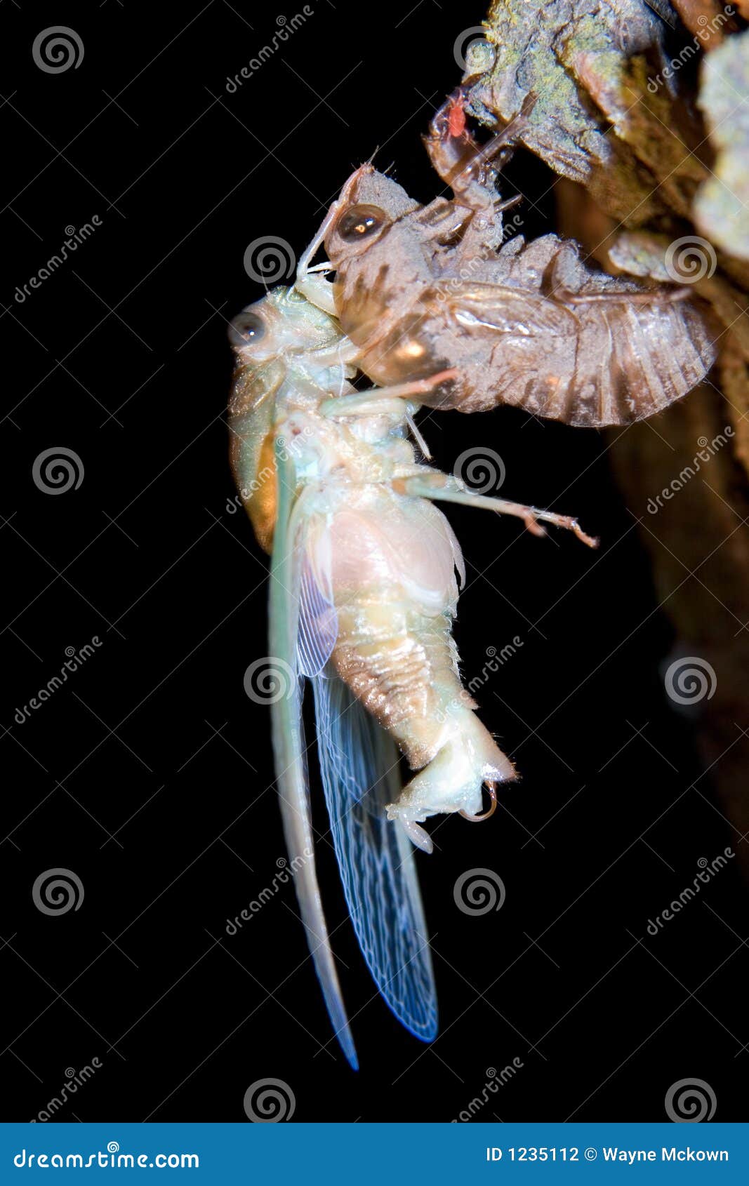 Cicala fotografia stock. Immagine di ciclo, verde, particolare - 1235112