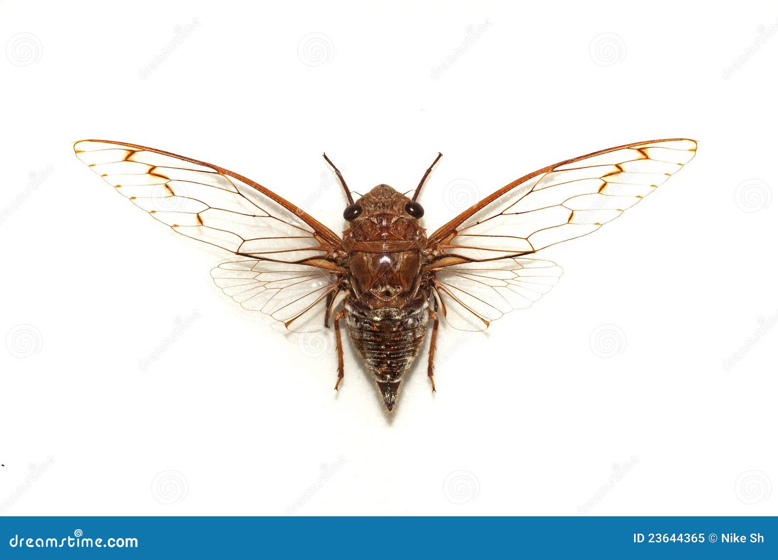 Cicala immagine stock. Immagine di stridere, insetto - 23644365