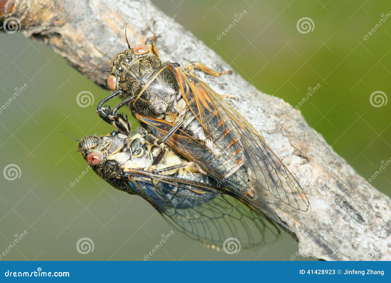 Cicala immagine stock. Immagine di accoppiamento, natura - 41428923