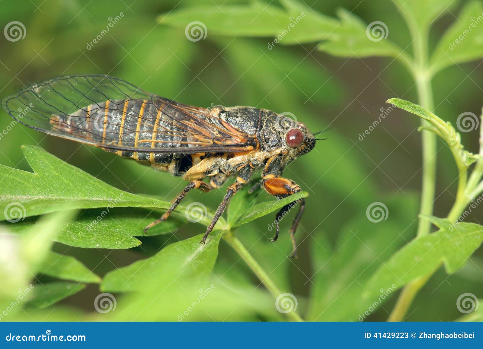 Cicala immagine stock. Immagine di natura, chiusura, animale - 41429223