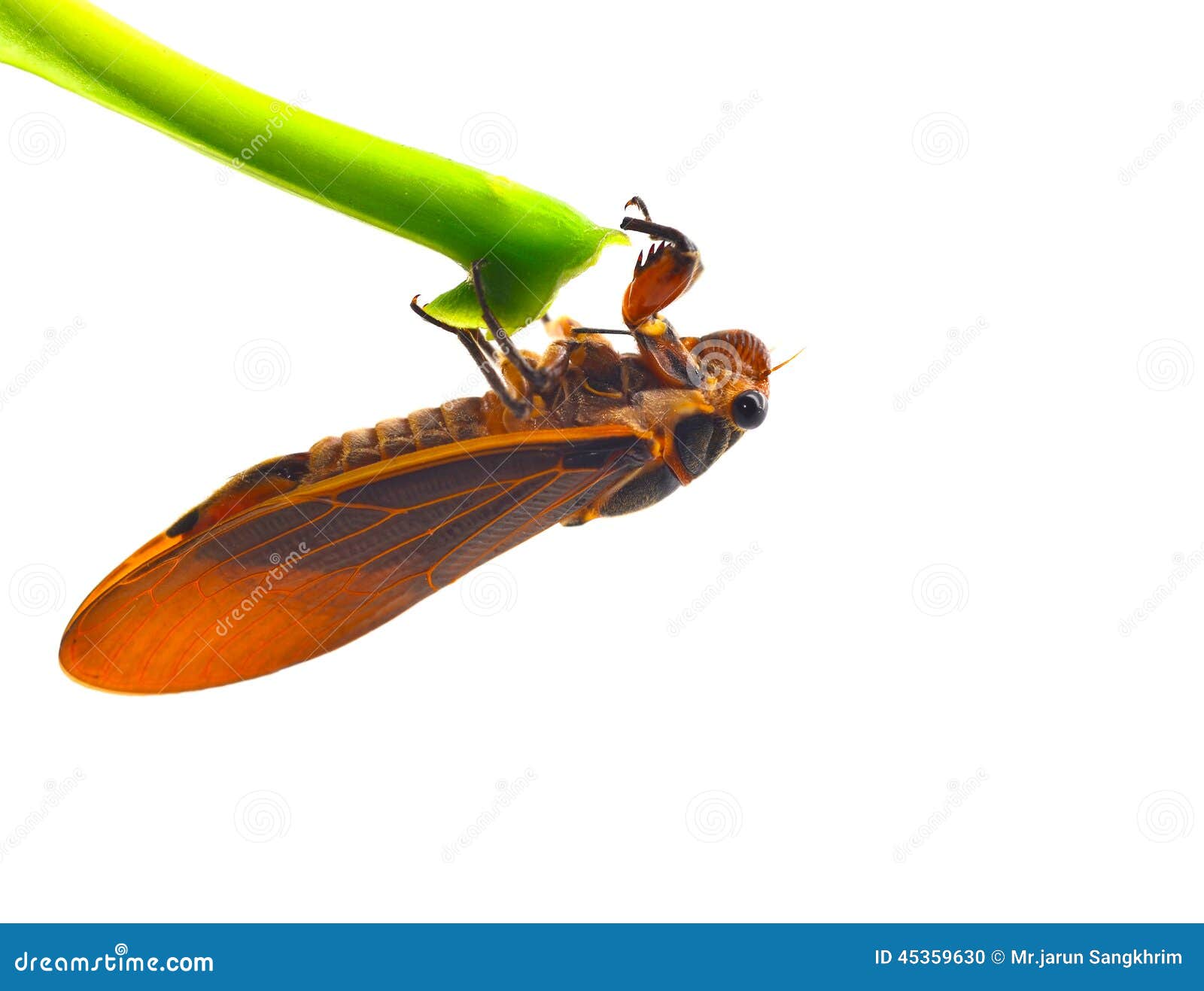 Cicala fotografia stock. Immagine di isolato, ronzio - 45359630