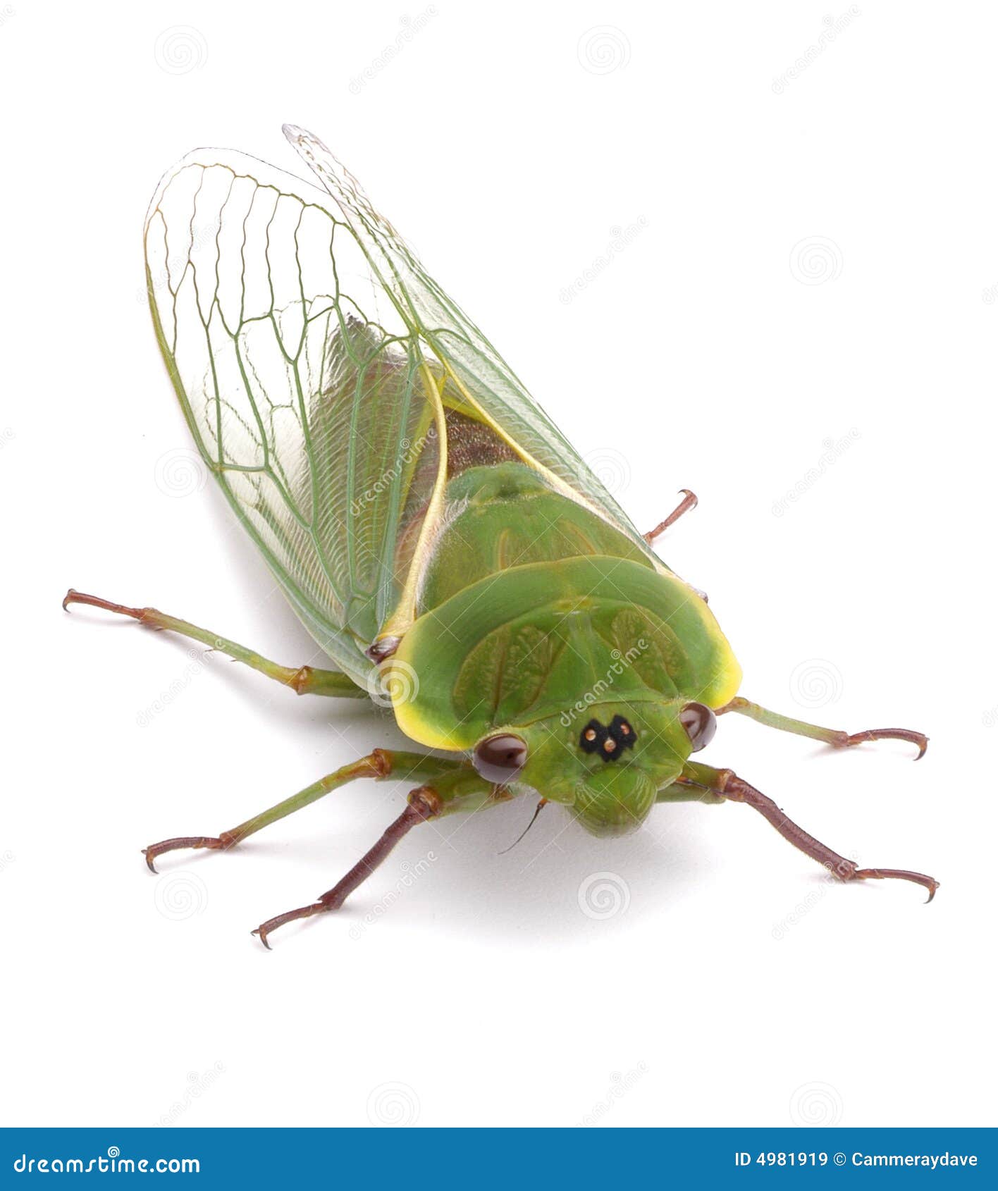 Cicala immagine stock. Immagine di mosca, insetti, insetto - 4981919