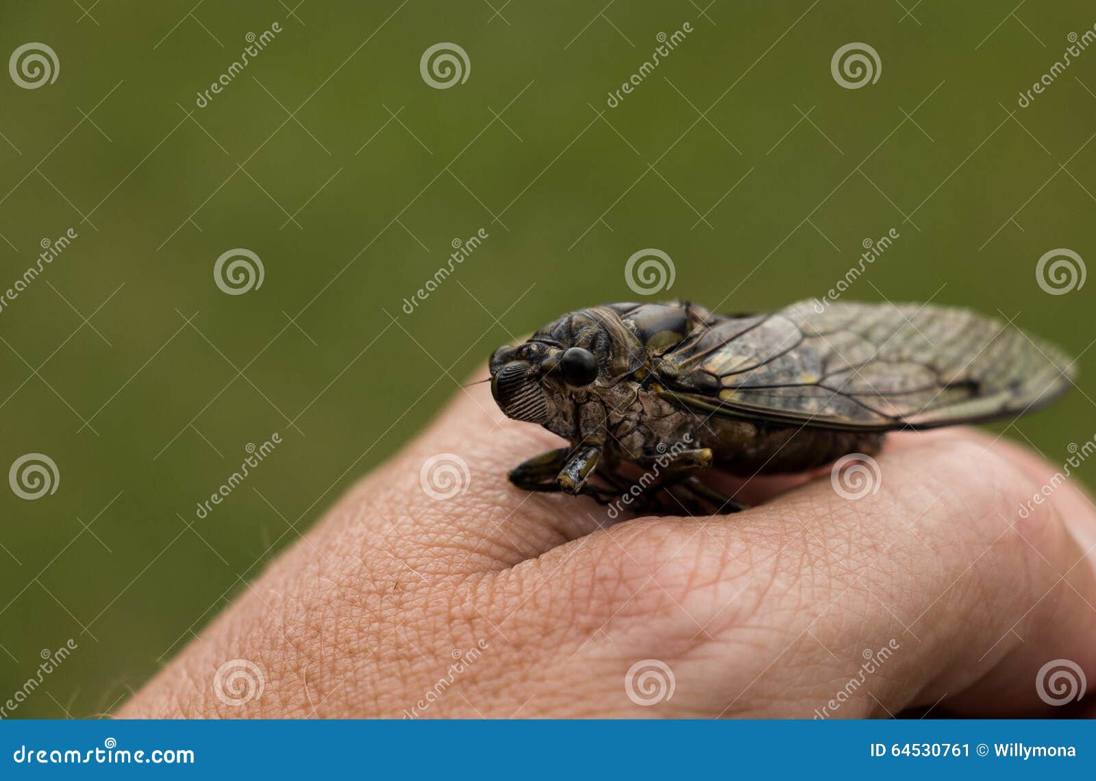 Cicala immagine stock. Immagine di sfocato, occhi, membrane - 64530761