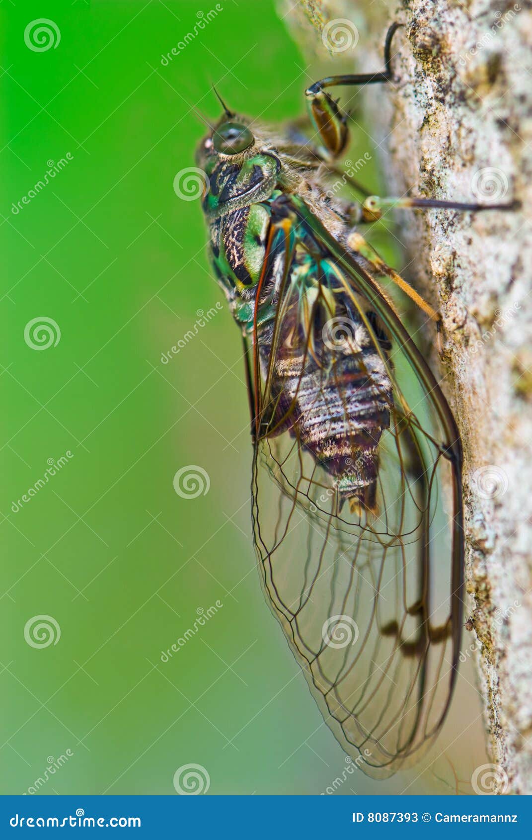 Cicala immagine stock. Immagine di moscerino, occhio, esterno - 8087393