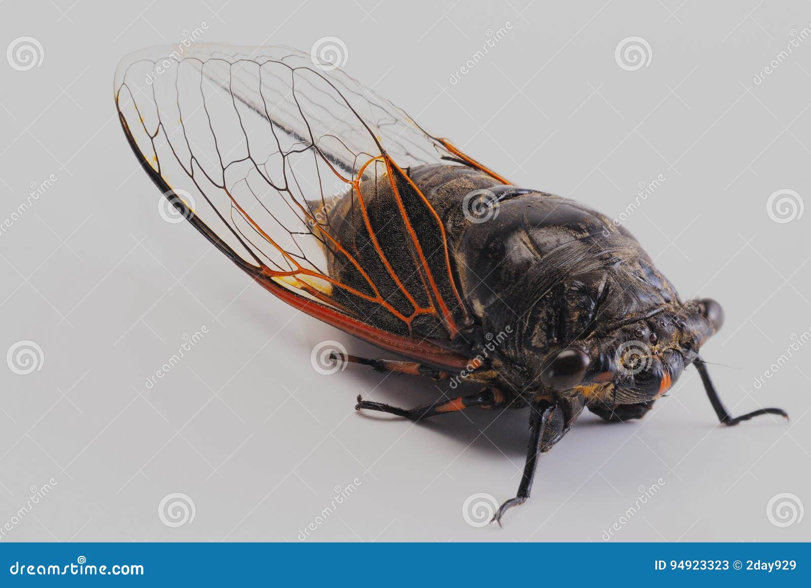 Cicala immagine stock. Immagine di asiatico, arancione - 94923323