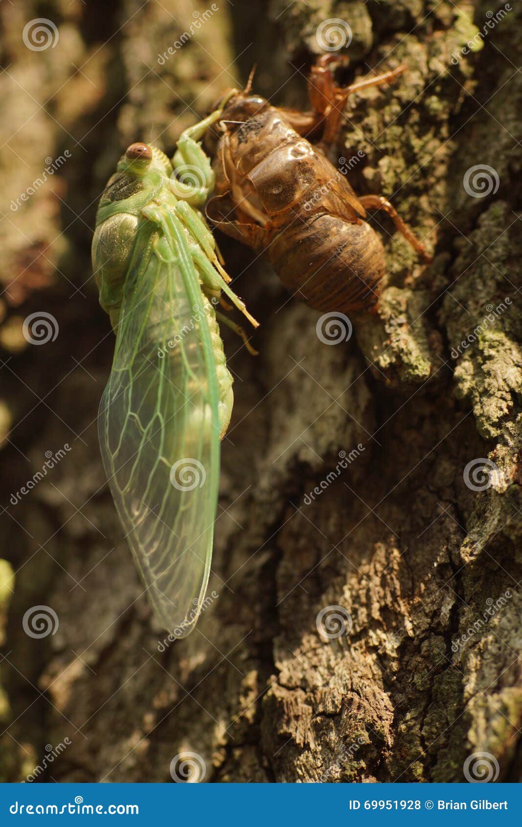 Cicala Che Lascia Shell on Tree Fotografia Stock - Immagine di cicala ...