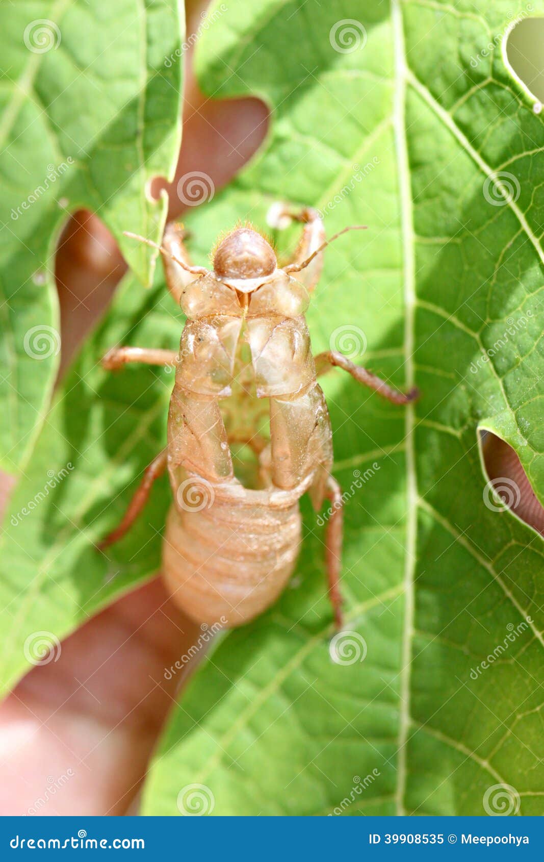 Cicala Dell'insetto Nella Muta. Immagine Stock - Immagine di coperture ...