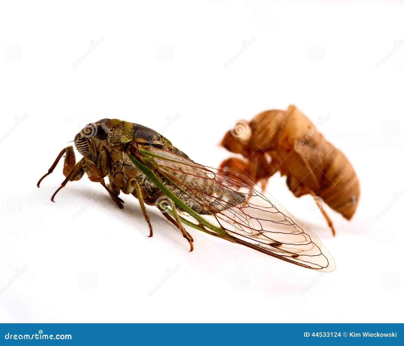 Cicala e colata fotografia stock. Immagine di trasparente - 44533124