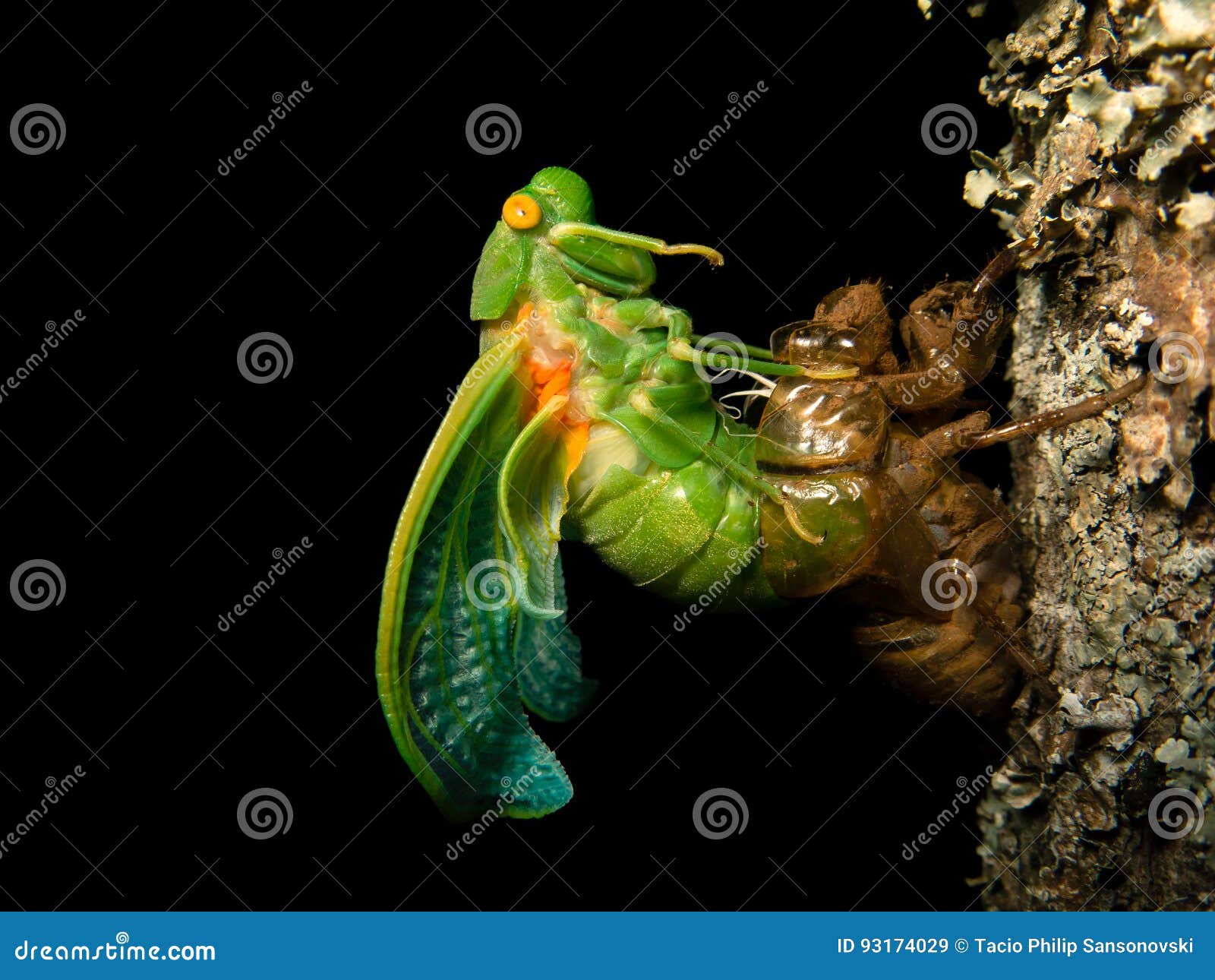 Cicala in muta immagine stock. Immagine di molare, sfondo - 93174029