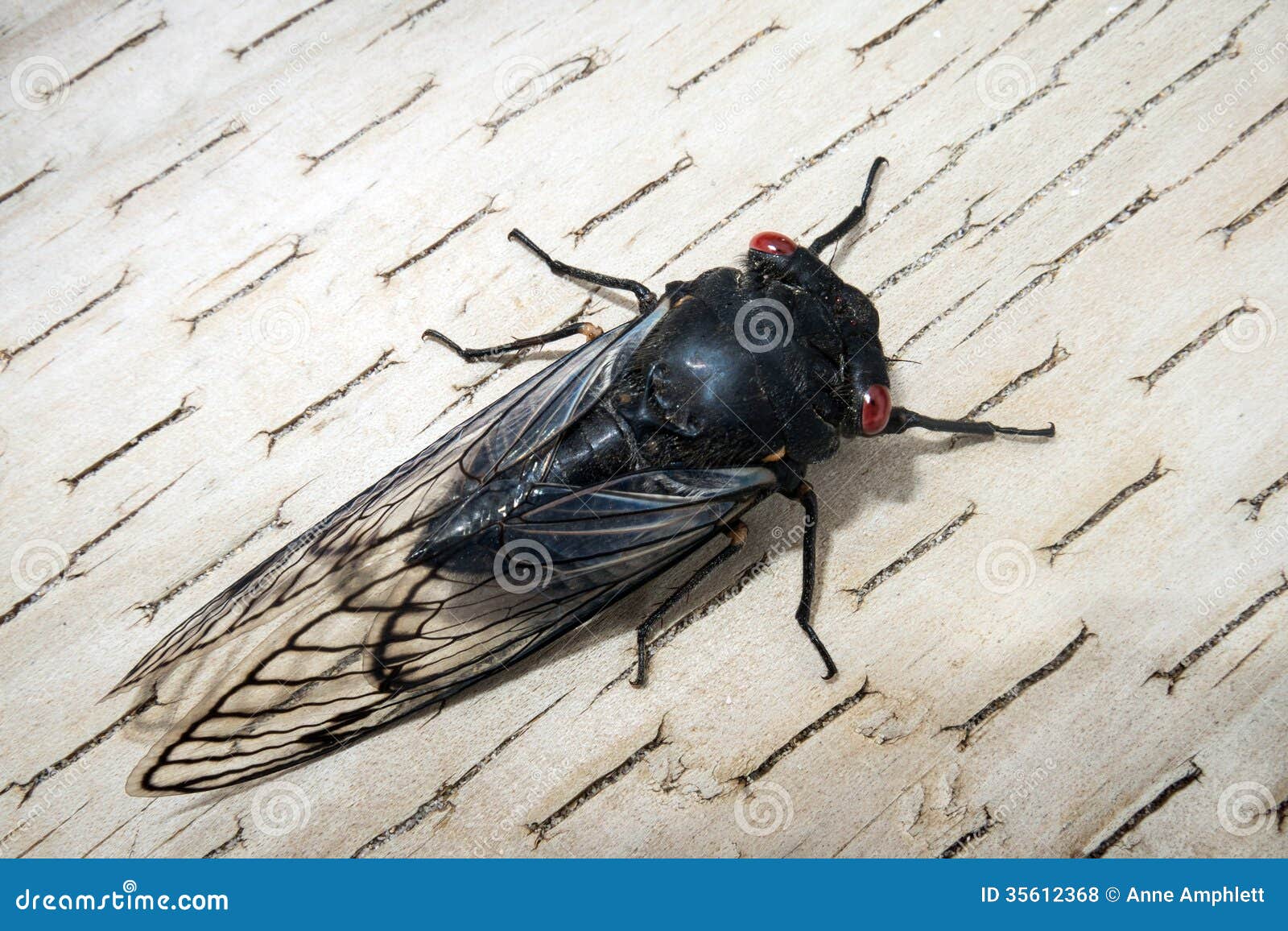 Cicala nera fotografia stock. Immagine di principe, cicala - 35612368