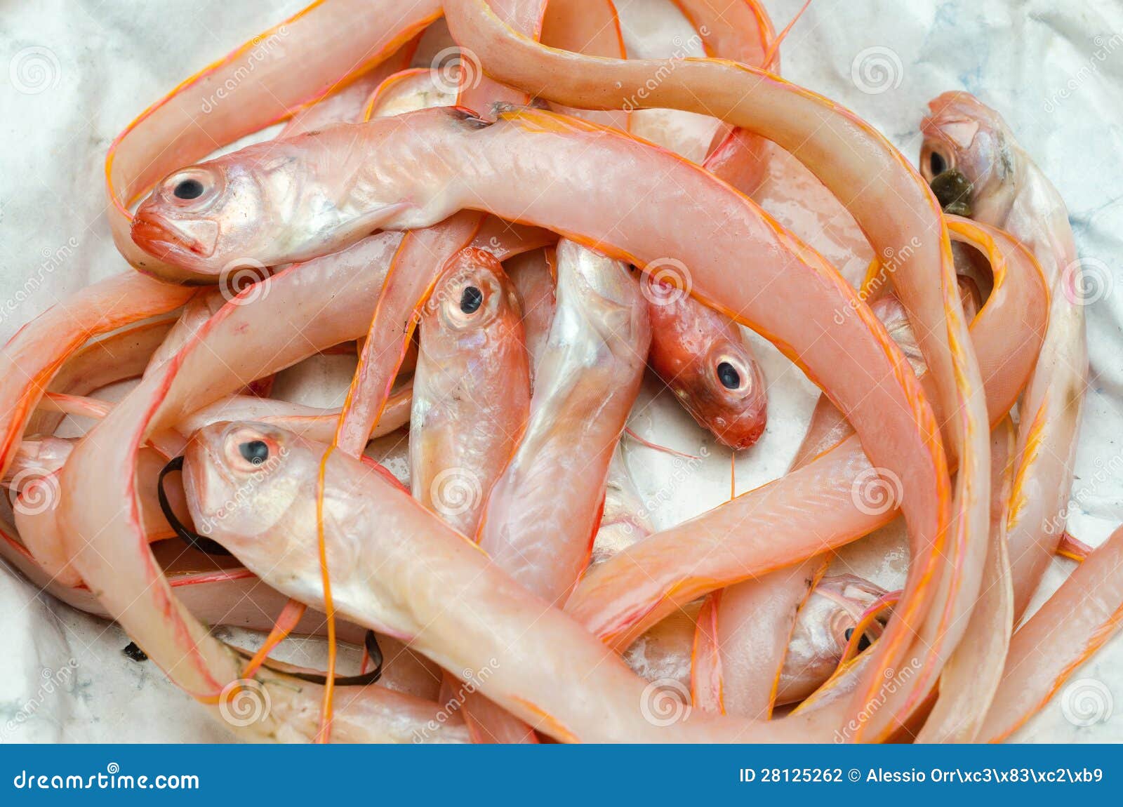 Cicerelli stock photo. Image of fresh, mediterranean - 28125262