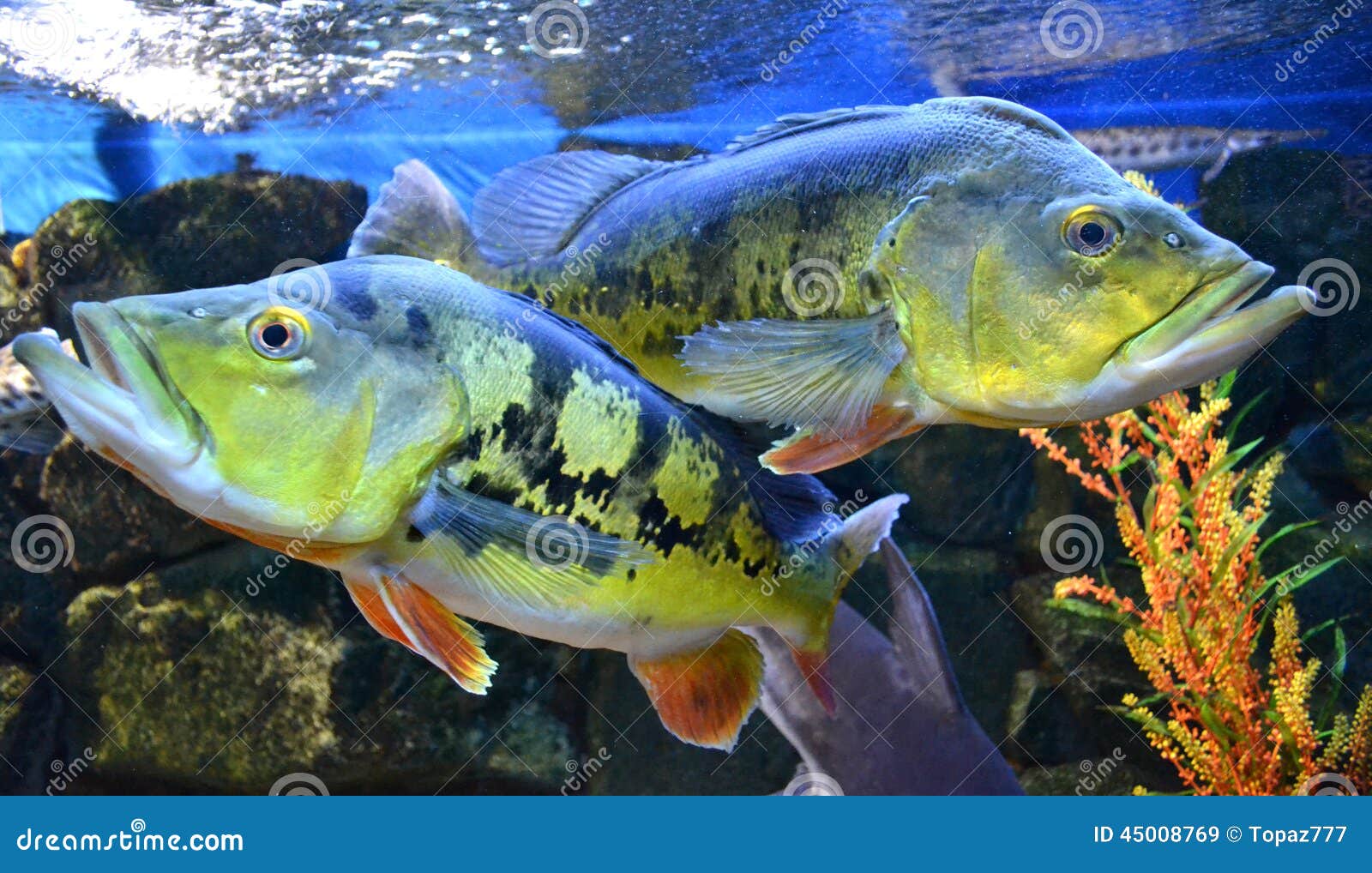 Cichla grouper fish stock image. Image of animal, ocean - 45008769