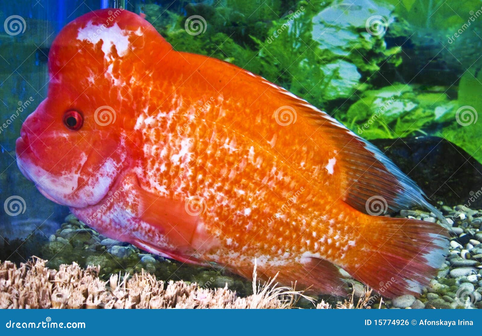 Cichlasoma Citrinellum. Freshwater Ray-finned Fish From The Cichlid ...