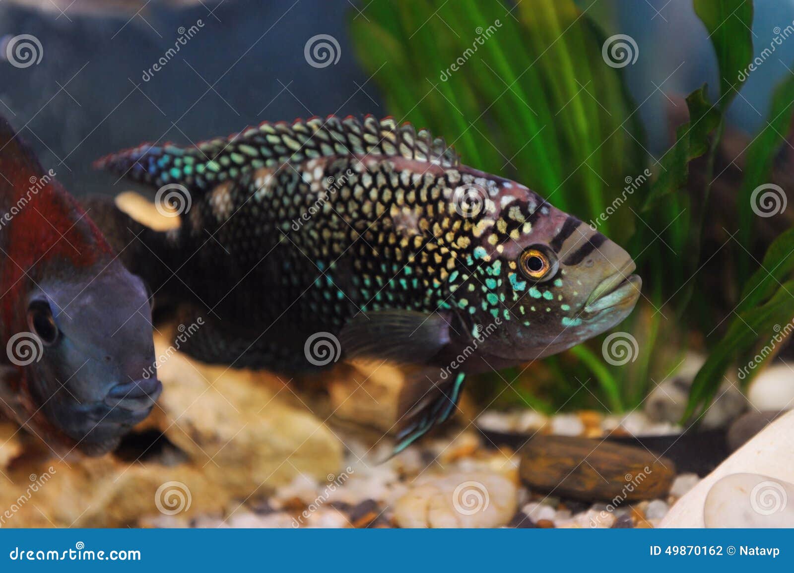 Cichlasoma cyanoguttatum stock photo. Image of cyanoguttatum - 49870162