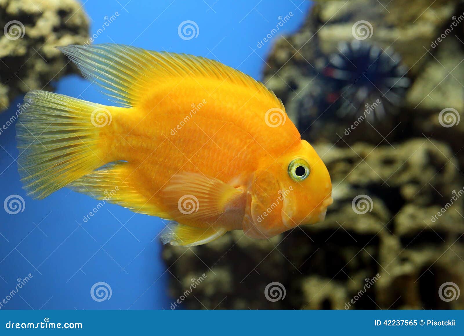 Cichlasoma parrot stock image. Image of tropical, colour - 42237565