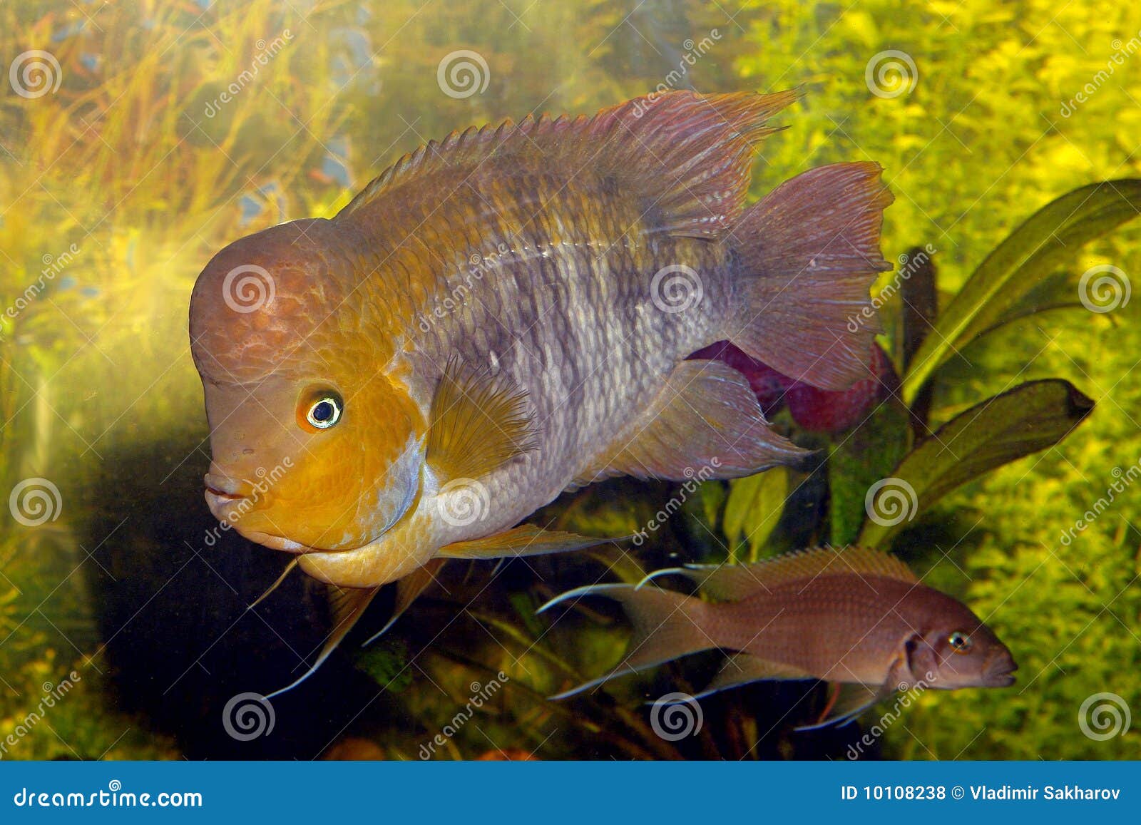 Cichlasoma sajica stock photo. Image of cryptoheros, archocentrus ...