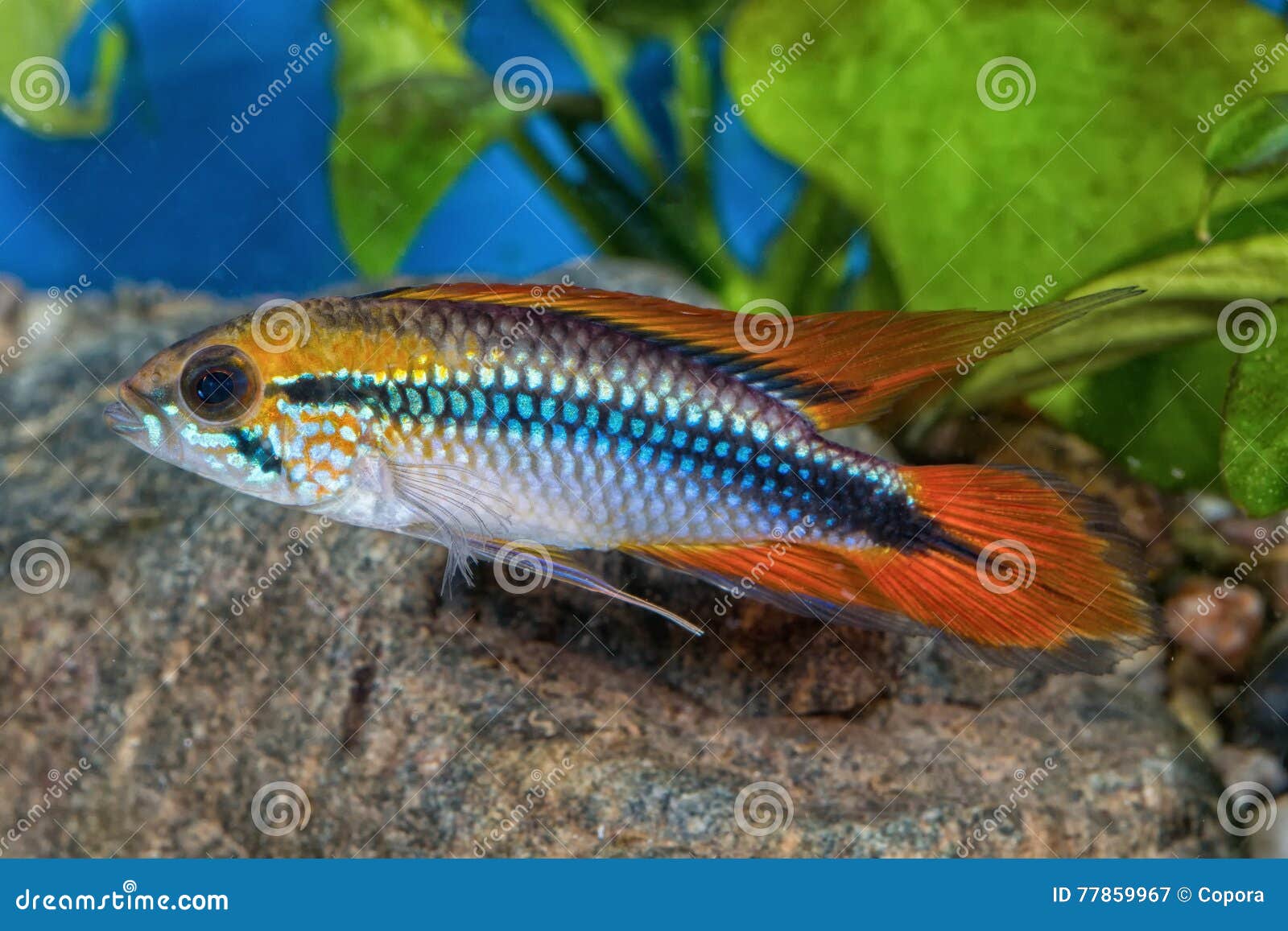 Cichlid Fish Apistogramma Agassizii in a Aquarium Stock Image - Image ...
