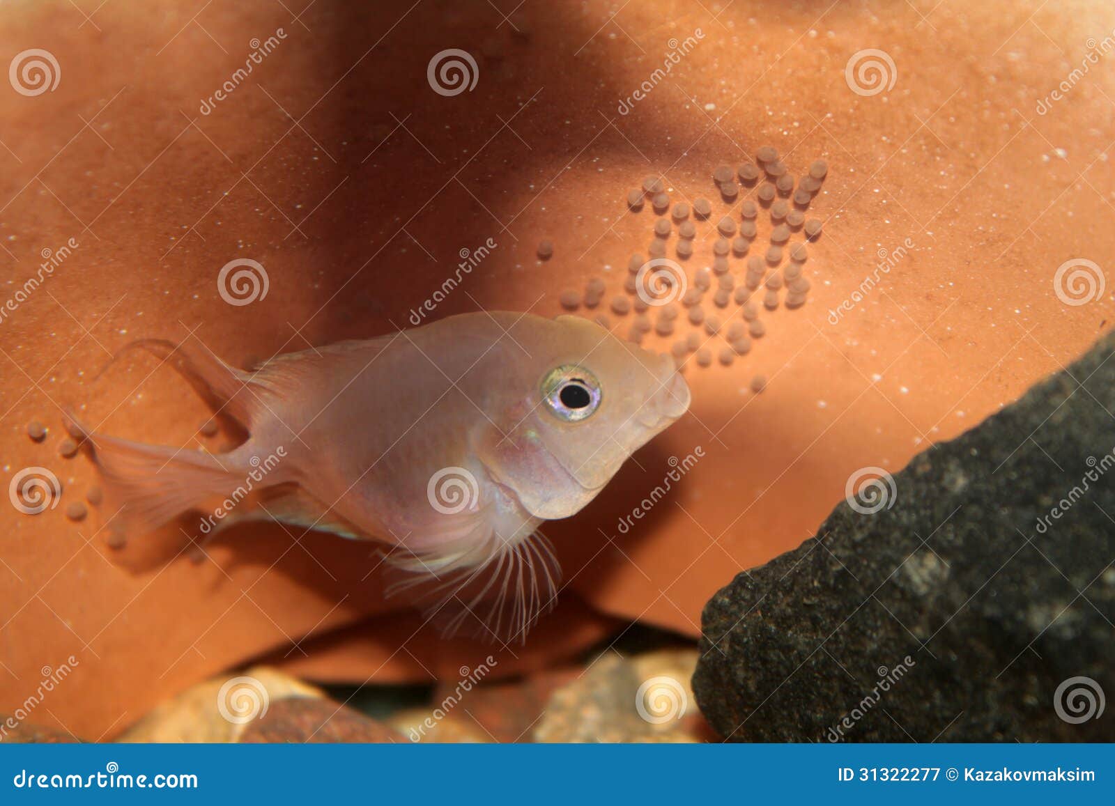 Cichlid Guards a Caviars in the Aquarium Stock Image - Image of cichlid ...