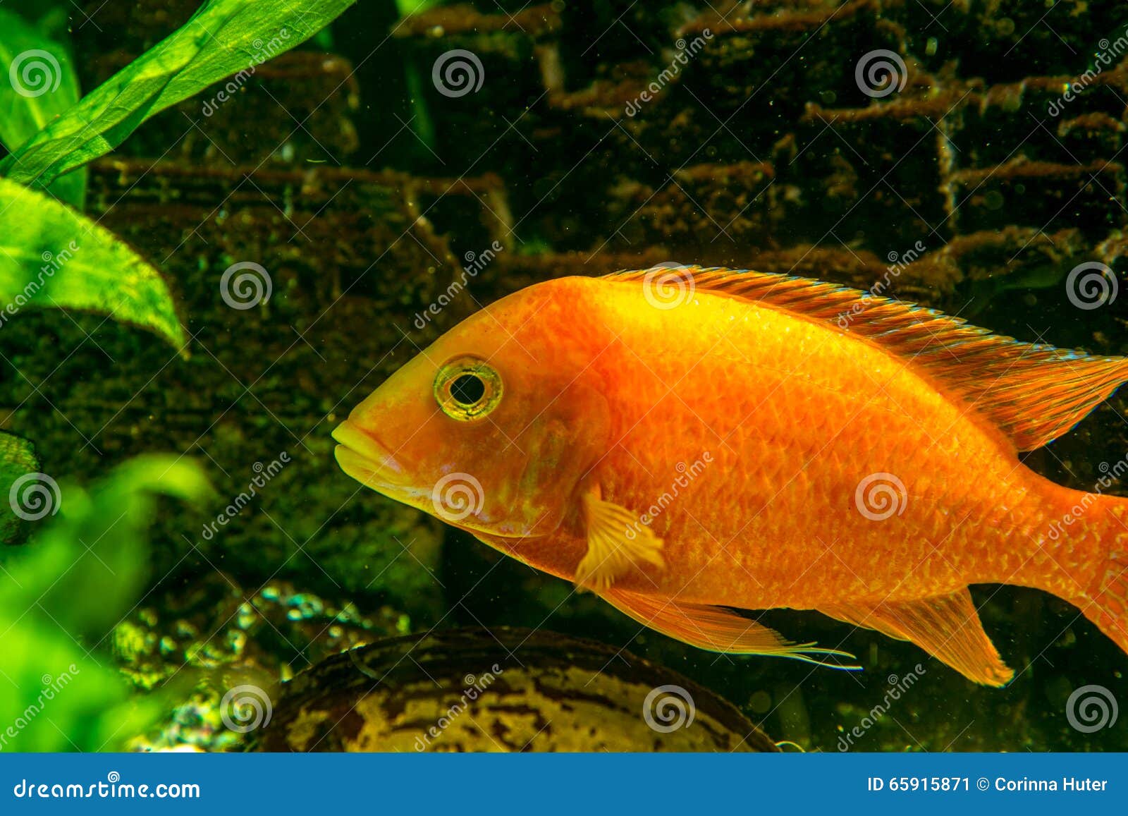 Cichlid stock image. Image of aquatic, cichlid, freshwater - 65915871