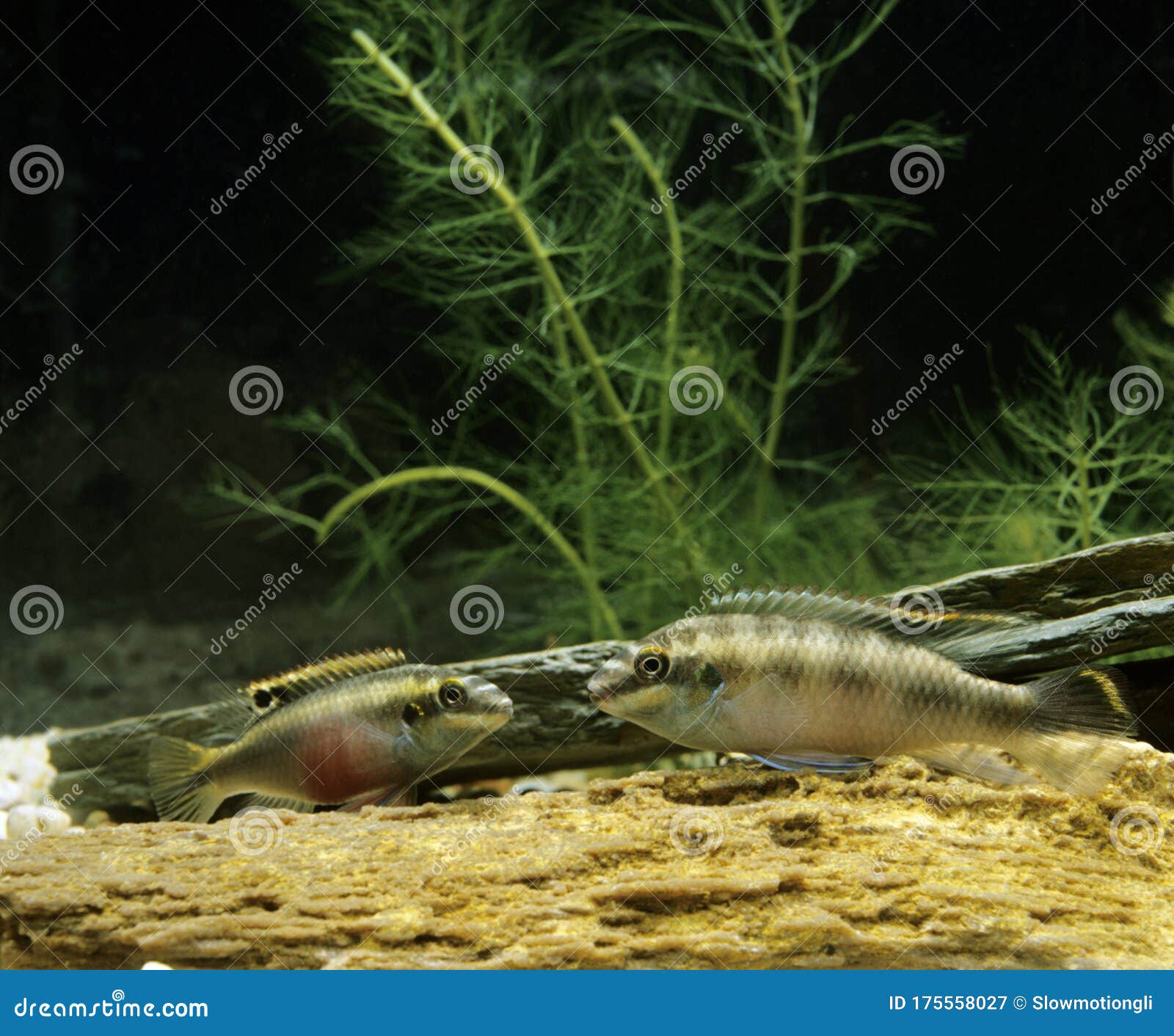 Kribensis Cichlid, Pelmatochromis Kribensis Aquarium Stock Image ...