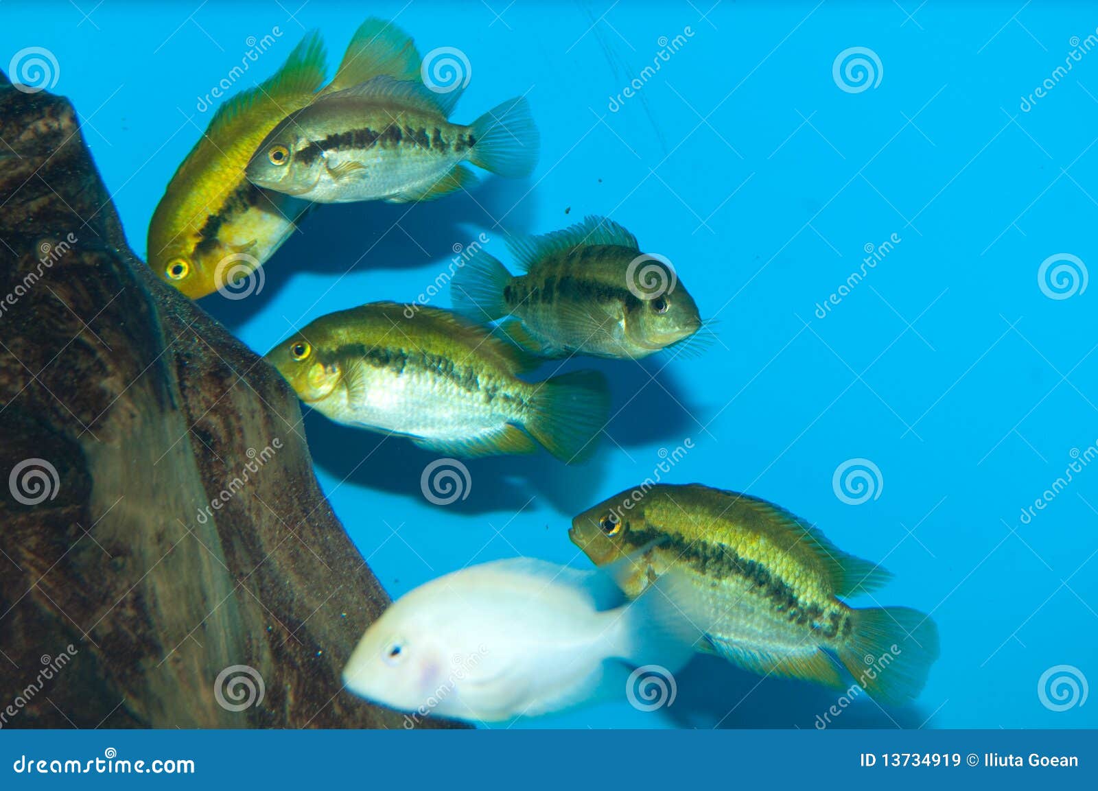 Cichlids Group in Aquarium stock image. Image of exotic - 13734919