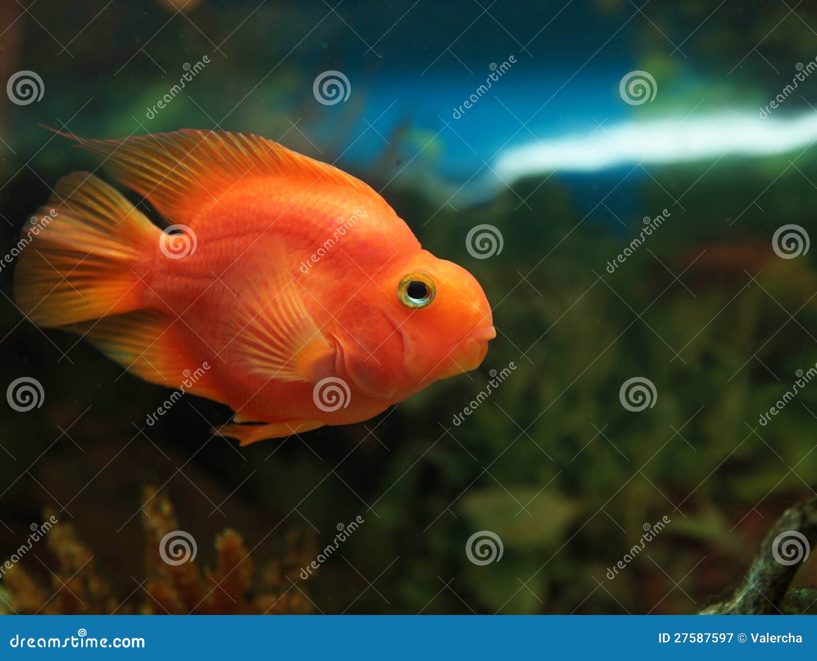 Cichlids, Pesci Del Pappagallo Immagine Stock - Immagine di sfondo ...