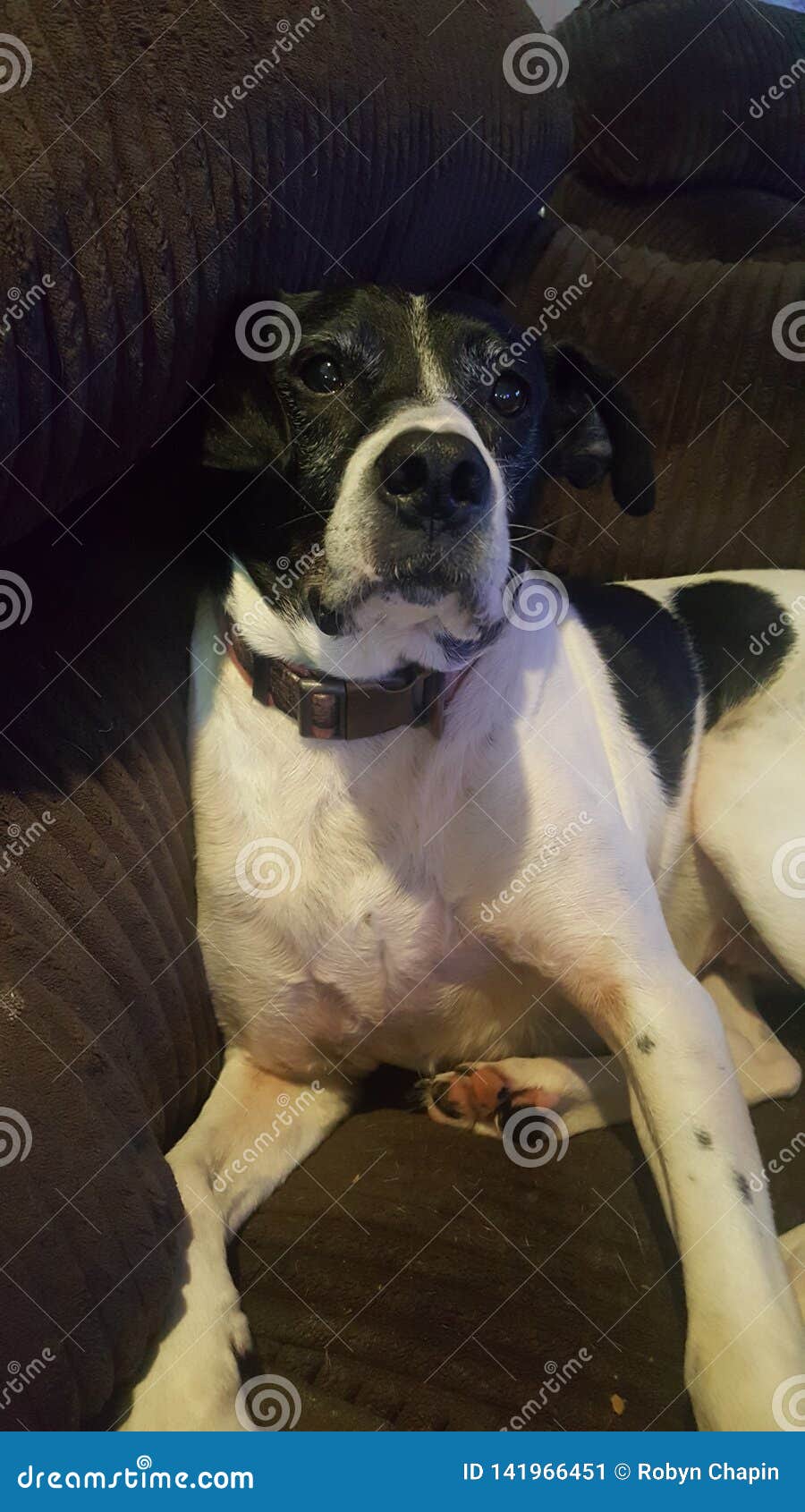 Black white elder dog pet stock image. Image of white - 141966451