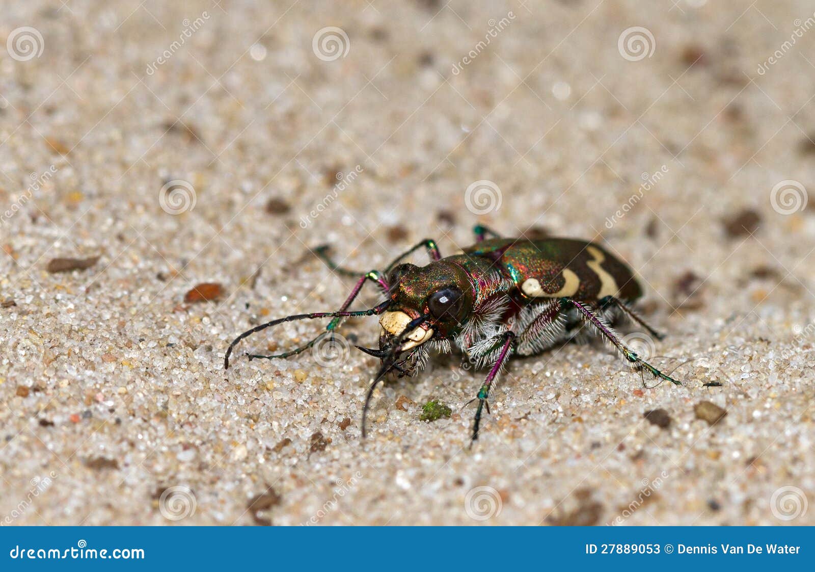 Cicindela hybrida stock image. Image of shiny, environment - 27889053