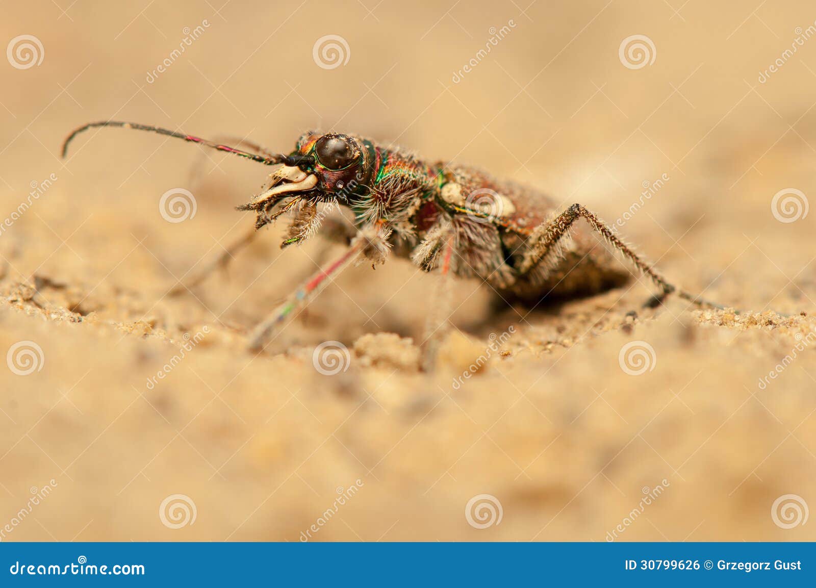 Cicindela Hybrida, Also Known As The Northern Dune Tiger Beetle. Stock ...