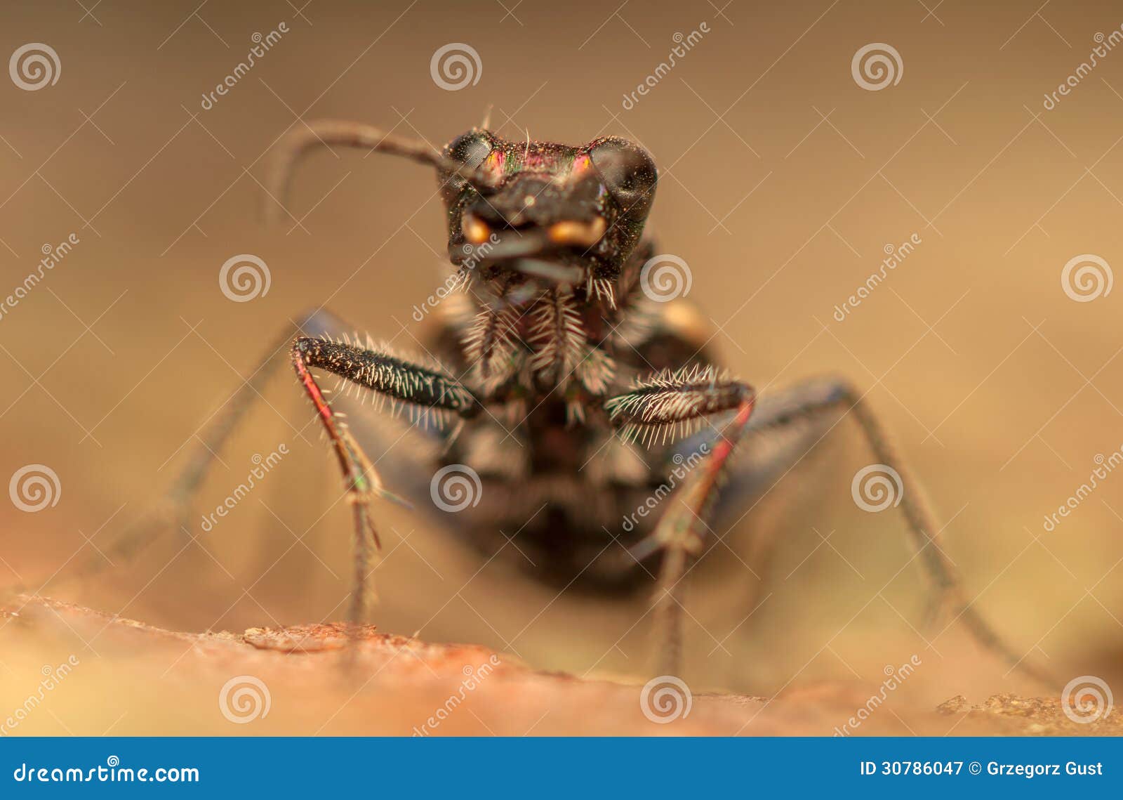 Cicindela hybrida stock image. Image of closeup, animal - 30786047