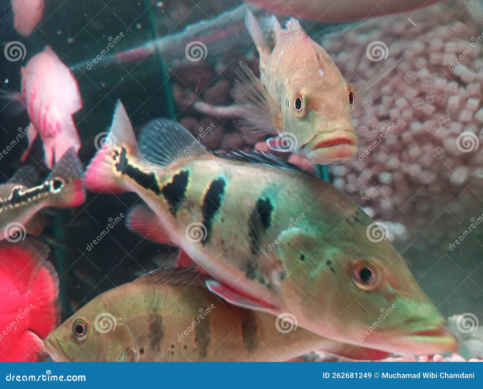 Cicla Monoculus Peacock Bash Predator Fish Stock Image - Image of fresh ...