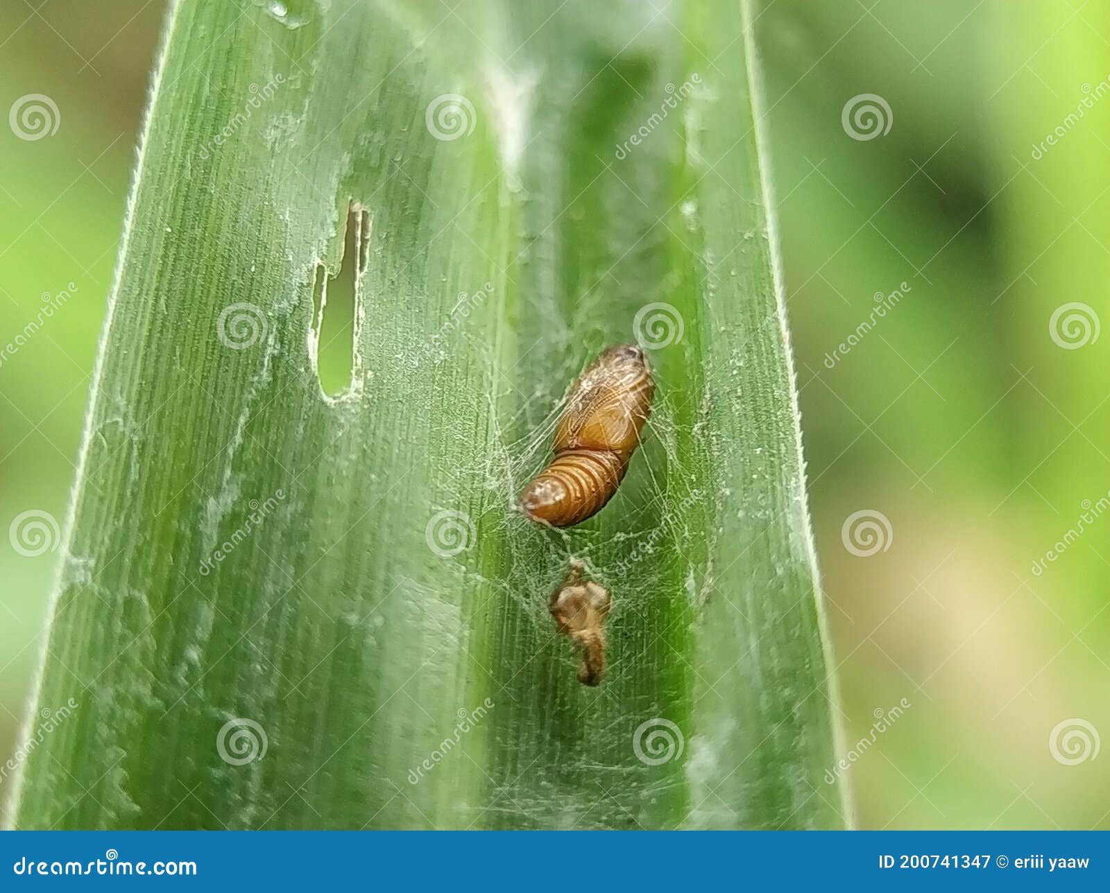 Ciclo De Casulo Antes De Se Tornar Um Inseto Imagem de Stock - Imagem ...