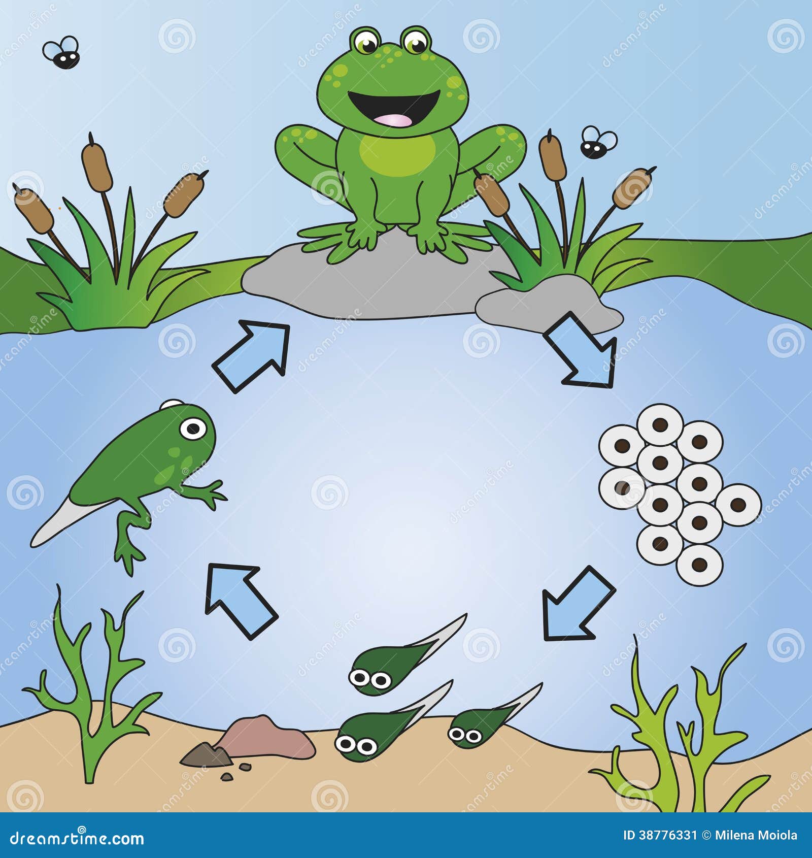 Ciclo De Vida De Los Anfibios Ciclo De Vida De Una Rana Safari