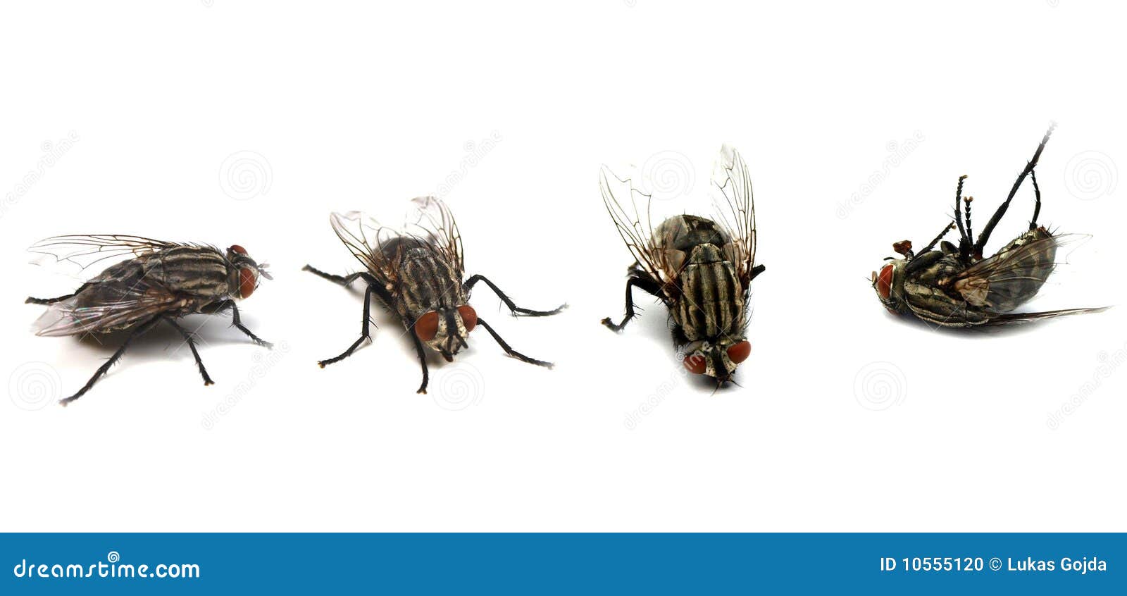 Ciclo de vida da mosca foto de stock. Imagem de nave - 10555120