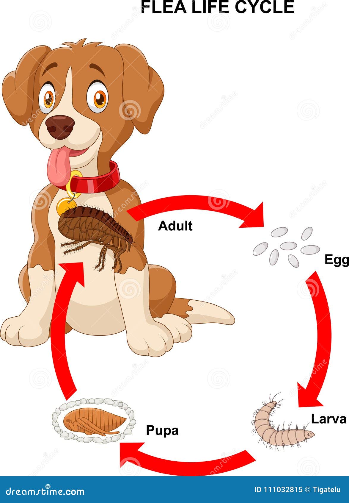 Ciclo de vida da pulga ilustração do vetor. Ilustração de médico ...