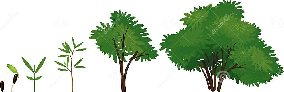 Ciclo De Vida Da árvore De Desenho Abstrato De Semente A árvore Verde
