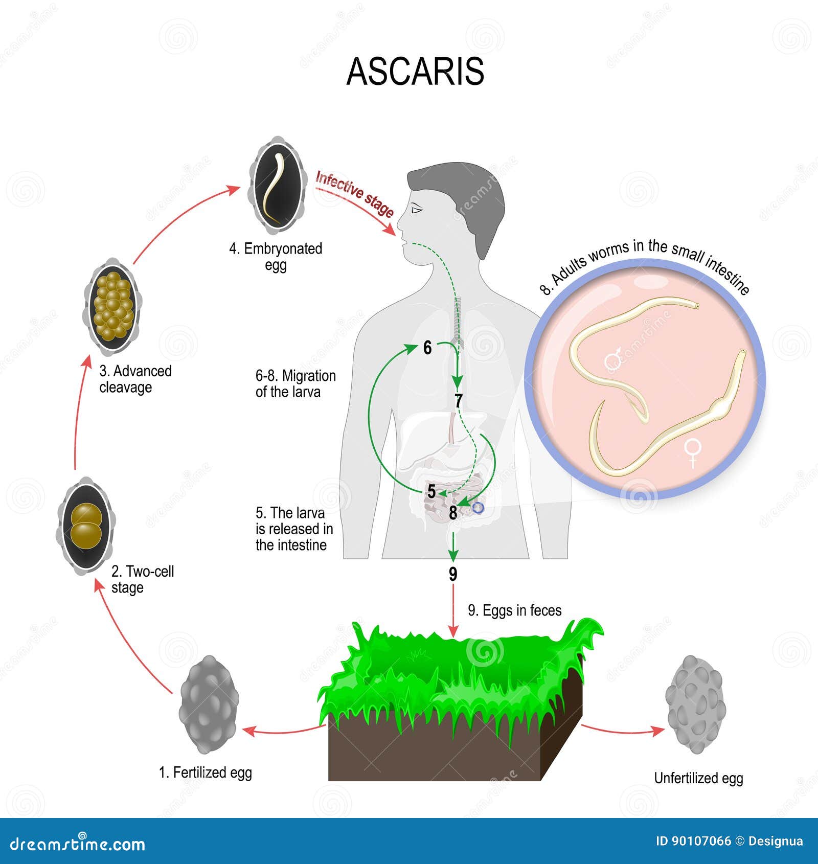 Ciclo De Vida Das Ascáridas Ilustração do Vetor - Ilustração de ...