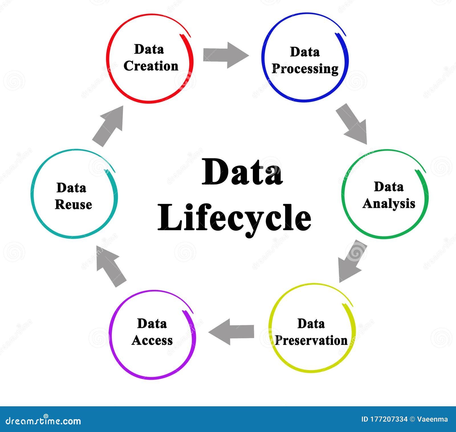 Ciclo De Vida De Datos Stock De Ilustración Ilustración De Etapas
