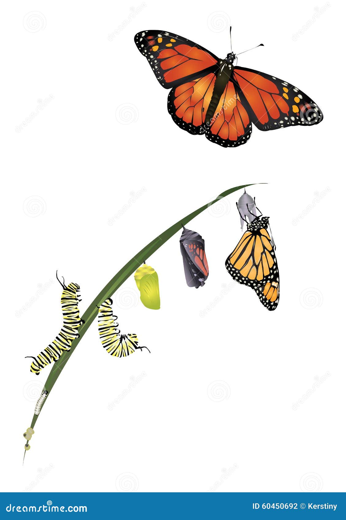 Ciclo De Vida De La Mariposa De Monarca Stock de ilustración ...