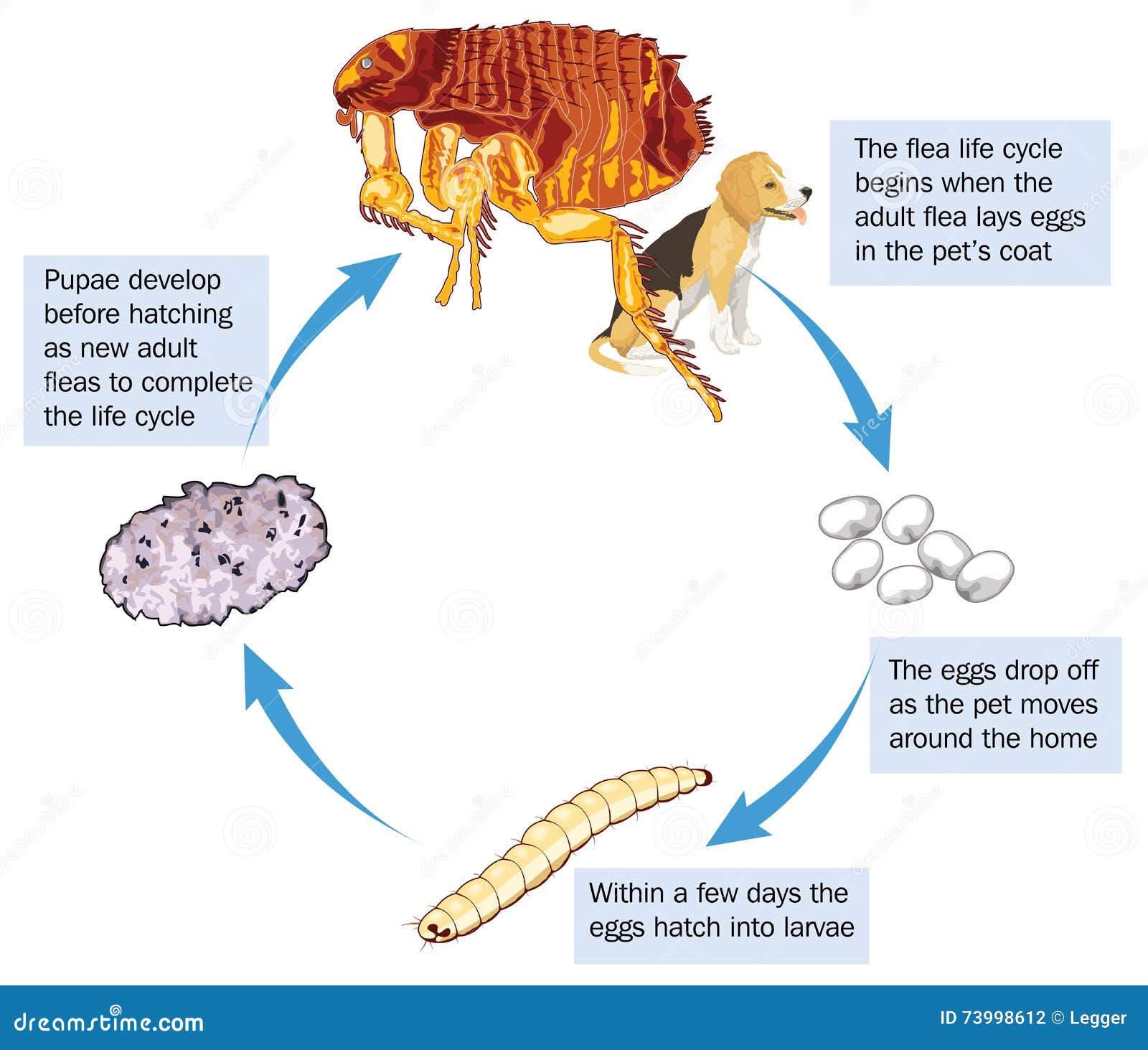 Ciclo De Vida Das Pulgas - LIBRAIN