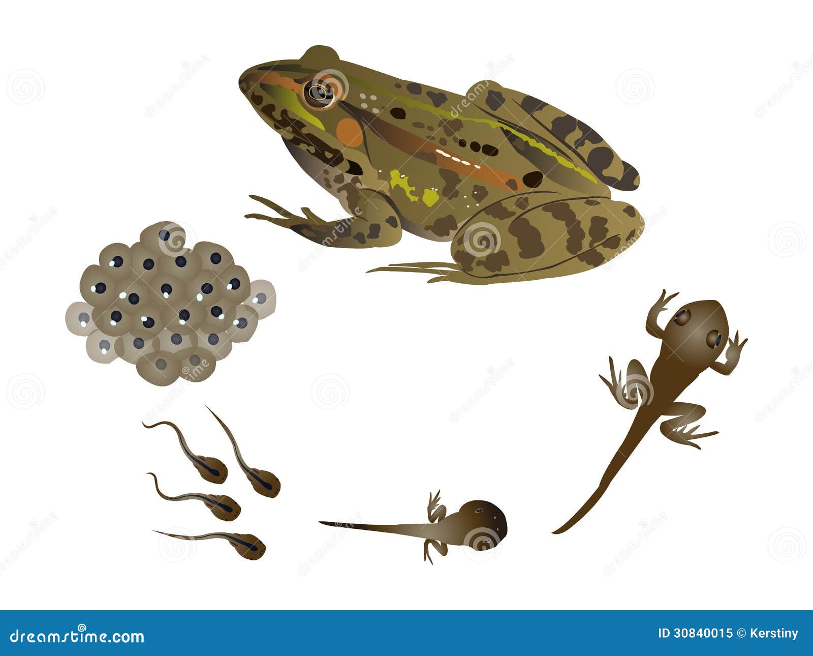 Ciclo de vida de la rana stock de ilustración. Ilustración de rana ...