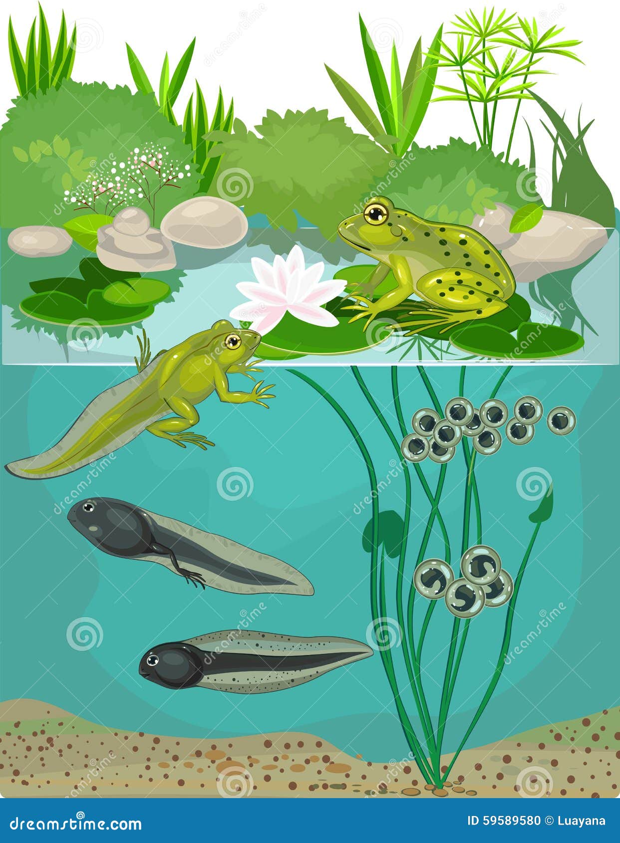 Ciclo de vida de la rana ilustración del vector. Ilustración de ...