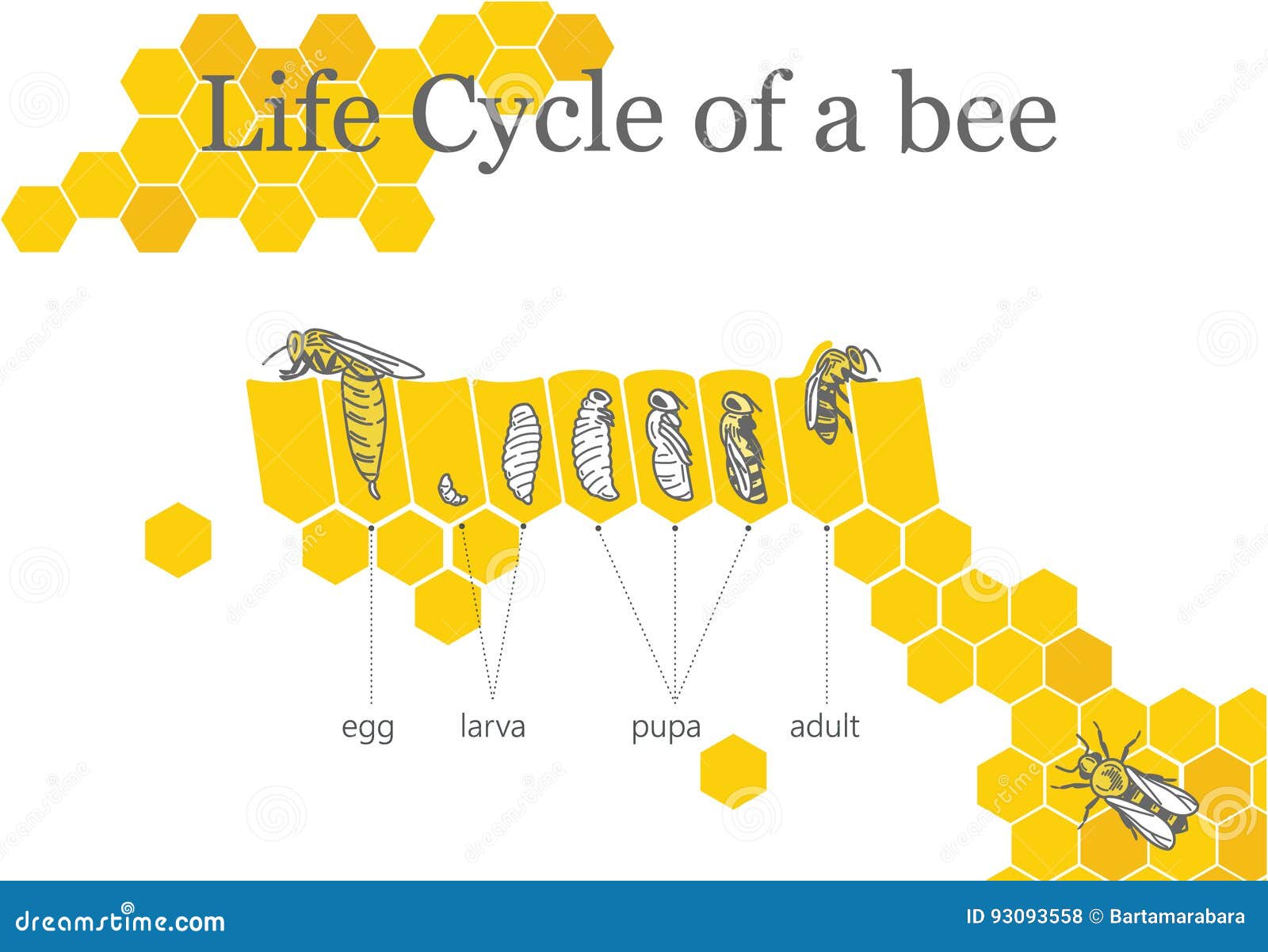 Ciclo De Vida De Uma Abelha Ilustração do Vetor - Ilustração de larvas ...