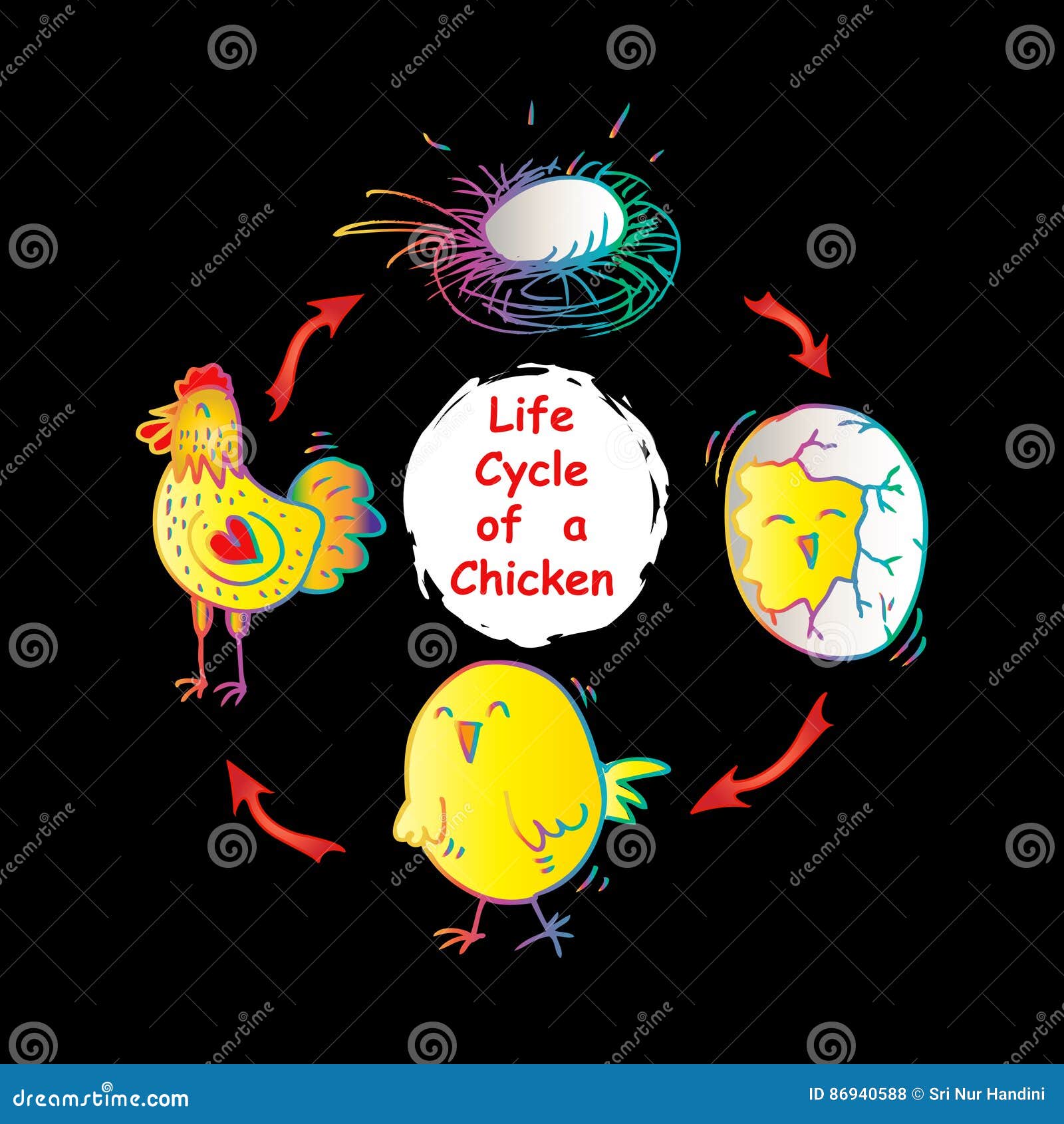 Ciclo de vida de un pollo ilustración del vector. Ilustración de ... Ciclo de vida de un pollo ilustración del vector. Ilustración de ...