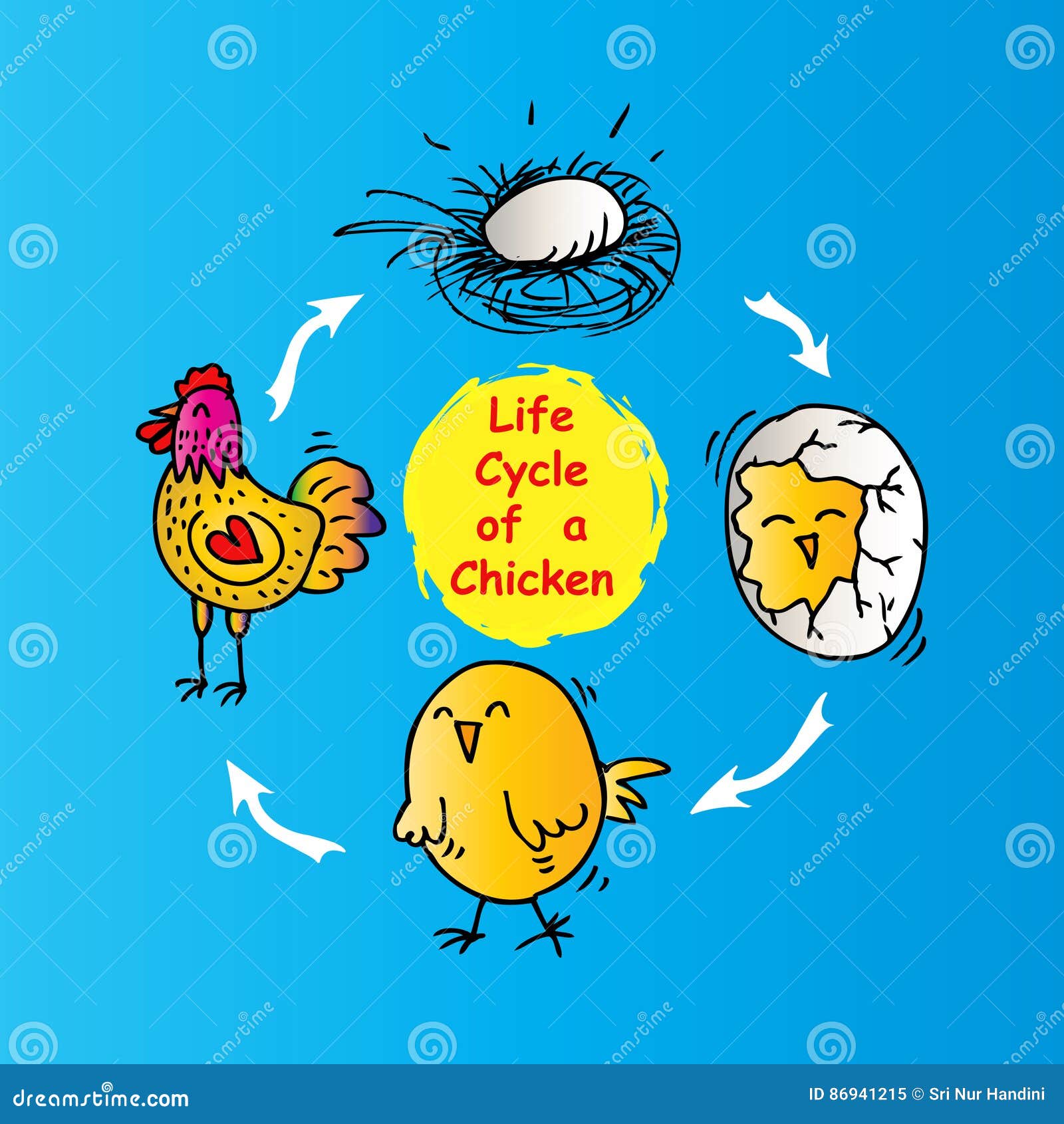 Ciclo de vida de un pollo ilustración del vector. Ilustración de ... Ciclo de vida de un pollo ilustración del vector. Ilustración de ...